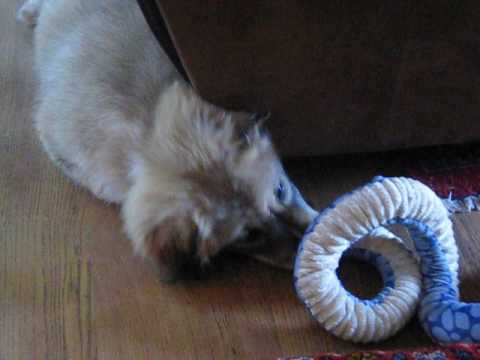 Karakachan puppy in the house #1