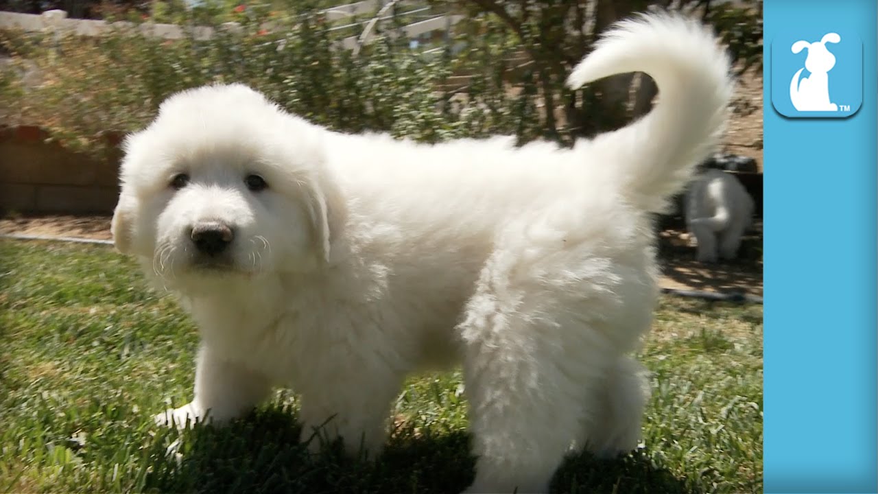 The Fluffiest Great Pyrenees Puppies Ever! - Puppy Love