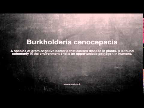 Medical vocabulary: What does Burkholderia cenocepacia mean