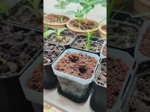How to Grow Adenium Obesum (Desert Rose) from Seed! #seeds #houseplants #succulents #germination