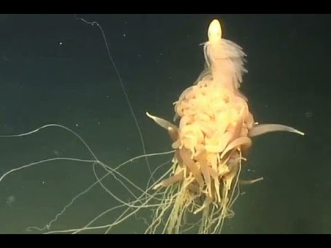 The Flying Spaghetti Monster is Real! | Follow Me Here…