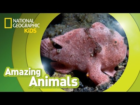 Frogfish | Amazing Animals