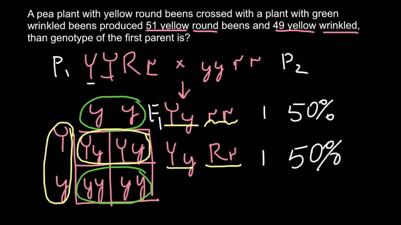 Simple Mendelian genetics problem