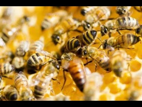 Bee Algorithm - Application of Artificial Bee Colony Algorithm in Fast-Moving Consumer Goods