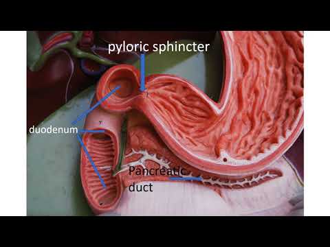 Medical terms 11, Gastrointestinal system