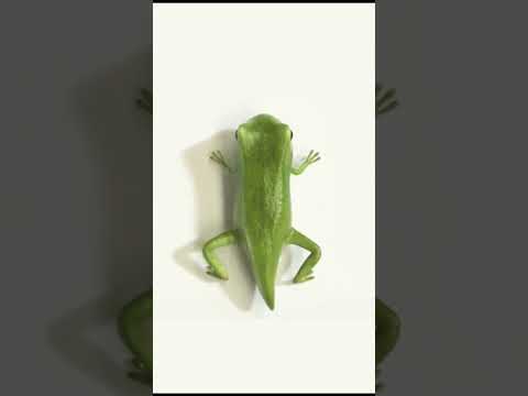 Metamorphosis of Frog🐸#science #zoology #zoolife #studymaterial #educational #popular