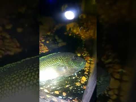 🐟Jack Dempsey Ciclid tryna survive the DROPSY DISEASE🤕He's a CHAMP THO💪