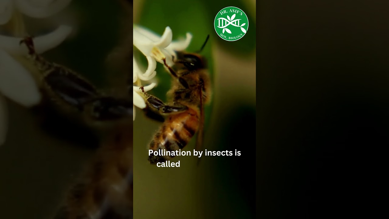 Pollination by insects | Nature and plant interaction #viral