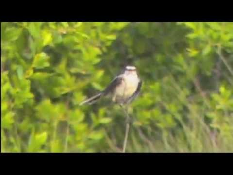 Birding in Merida / Pajareando en Merida | mexico natural