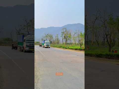 Assam tea garden || #shorts #viral #shortvideo #trending #ytshorts #assam #traveling #teagarden
