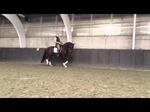 Horse for sale: Jazz x Zaire