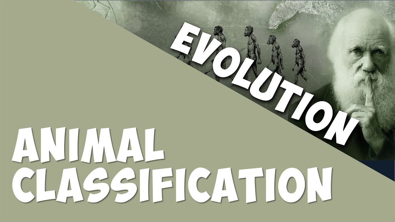 Animal Classification | Evolution | Biology | AddyESchool
