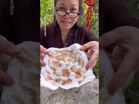 Hereβs one way to grow Strawberries from seeds! π #strawberry #seed #gardening #shorts
