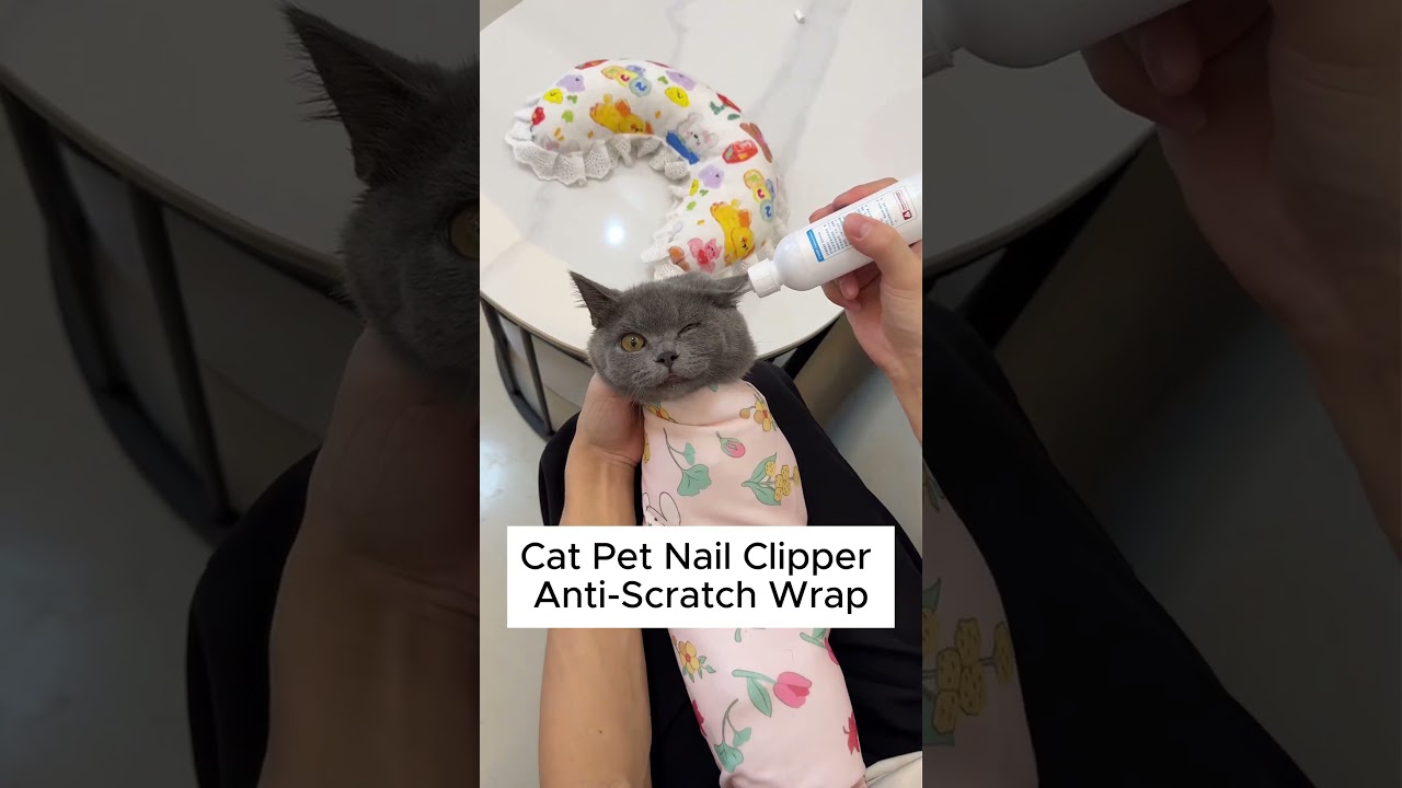 No More Scratches! Trim Your Cat’s Nails the Easy Way