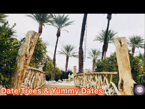 Date Trees and Yummy Dates ~ Shields Date Garden, Indio, CA
