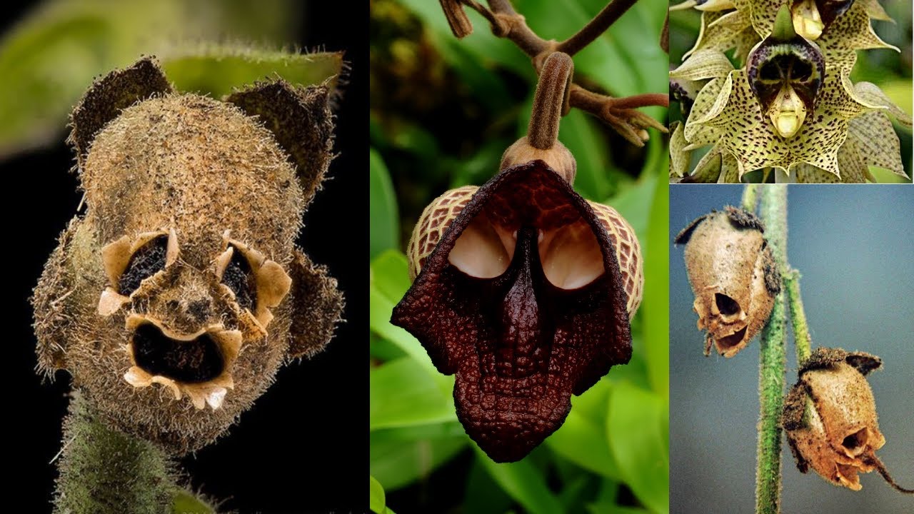 6 Uncanny Flowers That Look Like Skulls