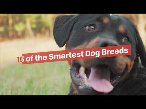 15 of the Smartest Dog Breeds