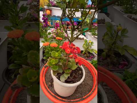 Kalanchoe Never die plants ❤️l #short # viral #