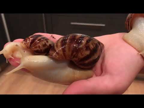 Albino giant african land snail