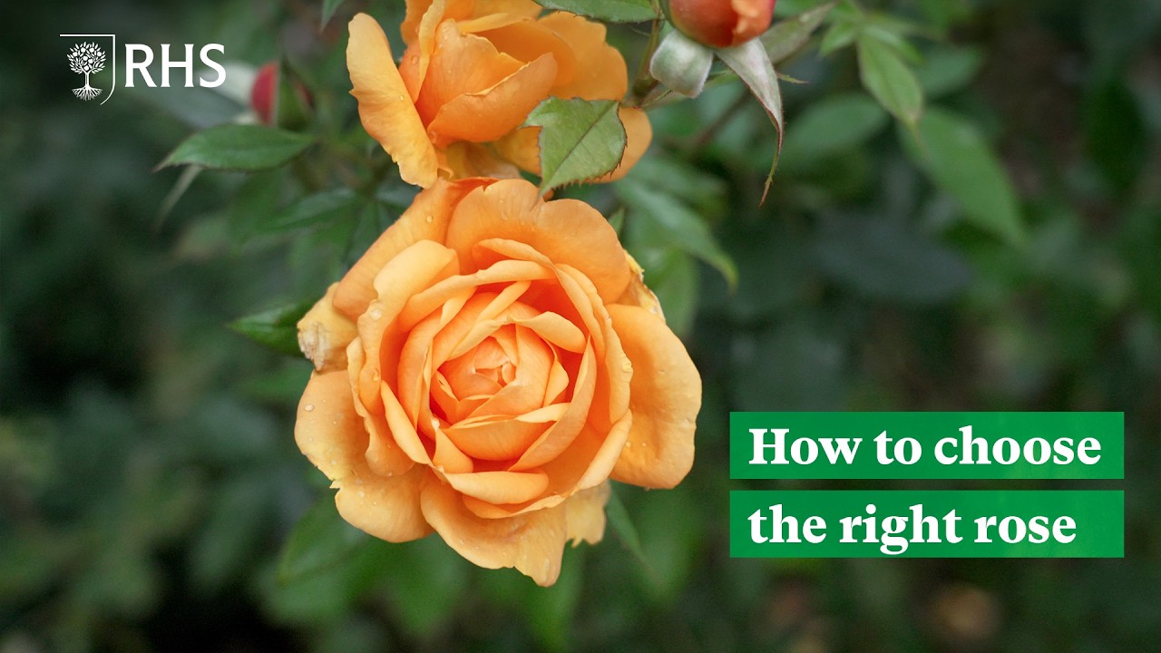 How to choose the right rose | The RHS