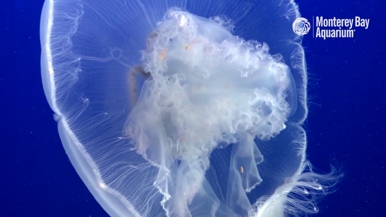 Moon jelly | Animals | Monterey Bay Aquarium
