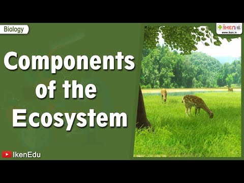 Ecosystems – | Geography