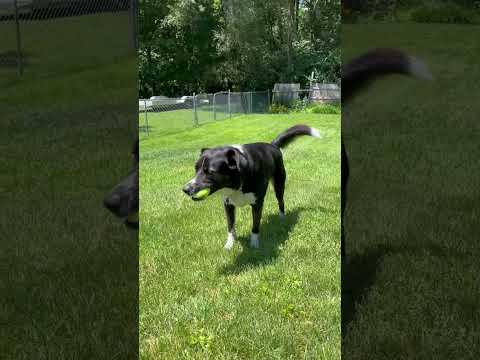Video of adoptable pet named Leo
