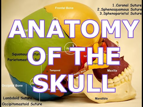 ANATOMY OF THE SKULL