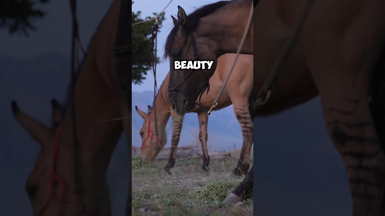 These horses have ZEBRA stripes?! 😮 The prettiest horses #horse #horses #mule #dun