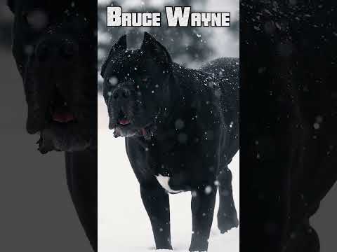 How To Say CANE CORSO #shorts #dog #viral