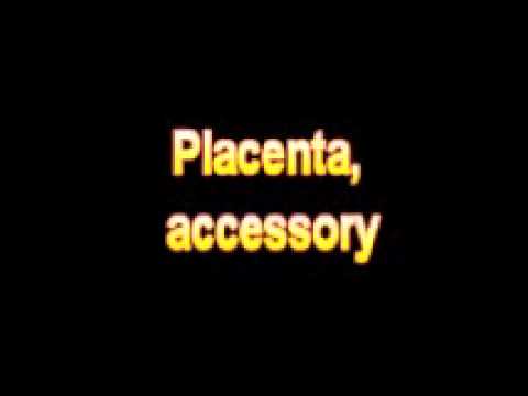 What Is The Definition Of Placenta, accessory Medical School Terminology Dictionary