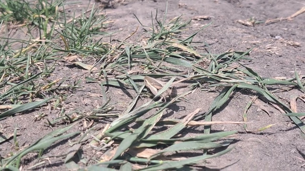 Green-Striped Grasshopper Courtship