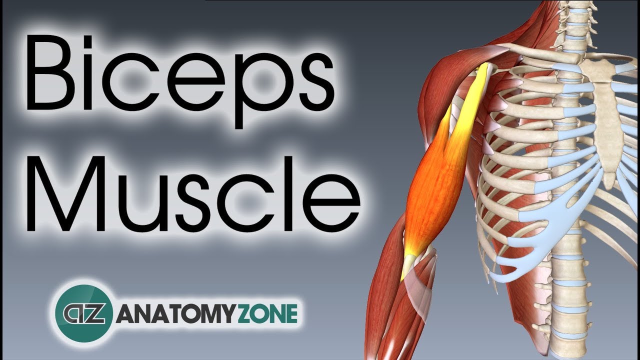 Biceps Brachii | Muscle Anatomy