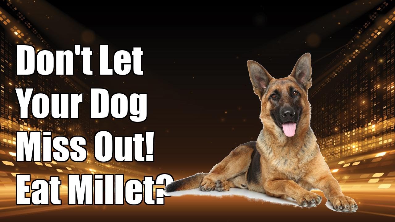 Don't Let Your German Shepherd Miss Out: Can They Eat Millet?