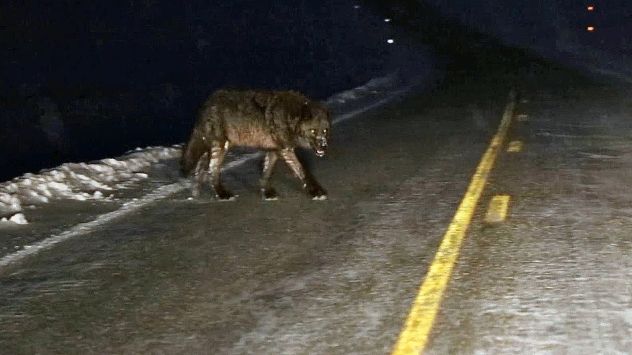 15 Most Terrifying Wolf Encounters Caught on Camera