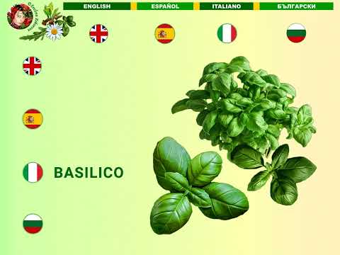 Herb names and Spice names with pronunciation in English, Spanish, Italian, Bulgarian - multilingual