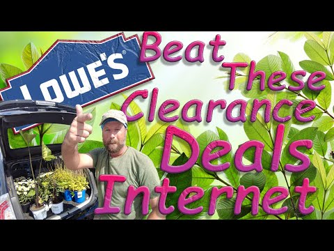 Lowes Clearance Plant Shopping ( You Won't Believe These Deals )