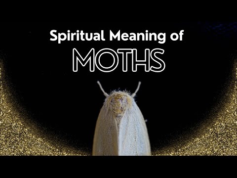 Discovering the Hidden Spiritual Symbolism of Moths
