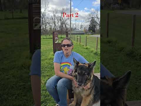 How to choose your dog trainer, Part 2! #dog #dogtraining #dogcoach #doglife #dogtrainer