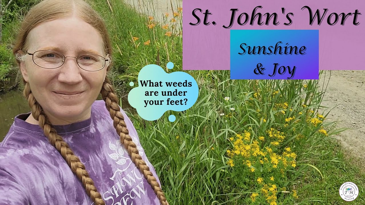 St. John's Wort Herb Identification - Medicinal and Magical Uses of Hypericum perforatum