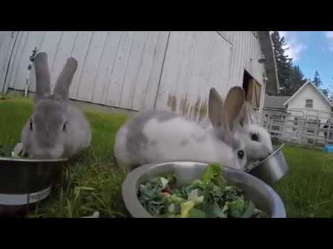 Ready For Bunny Romp?