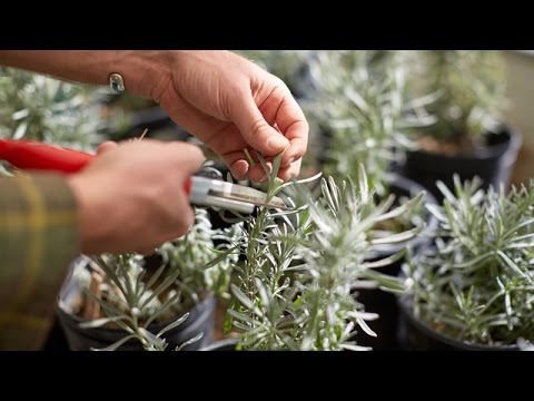 G&F Travel New Mexico: All things Lavender at Los Poblanos