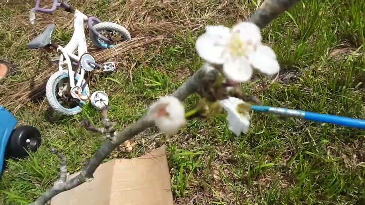how to hand pollinate fruit trees
