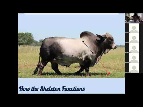 Judging Brahman Cattle Webinar by Keaton Dodd