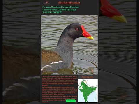 Common moorhen- identification | #shorts #shortvideo #short