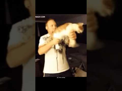 Gif names finding 94/2000🔫 🐈 | GUN CAT |#gif #instagram #short #trending #viral #planecrash #cat