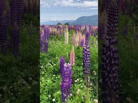The beautiful lupin field at Lakeland Flowers in Abbotsford near Vancouver, BC, Canada. 😍