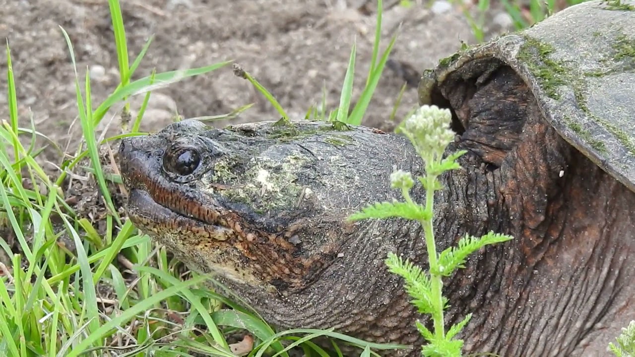 Snapping Turtles Everywhere - it's nesting season!