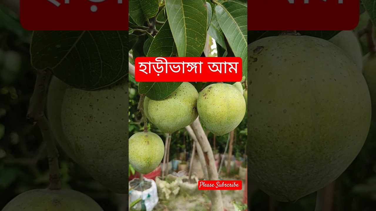 হাড়ীভাঙ্গা আম গাছ | কলম হাড়ীভাঙ্গা আম | Harivanga Mango #mango #fruit #trending #viral #shorts