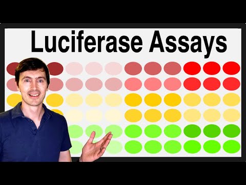 Luciferase assay: 96-well plate Excel template and analysis with R
